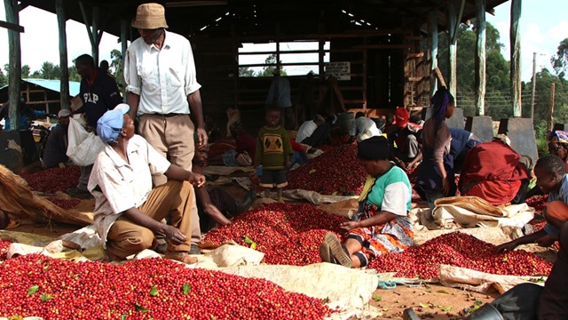 肯亞 AA | InsingerKaffee 硬性格咖啡