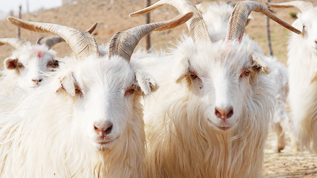 CASHMERE | FREE 輝盟