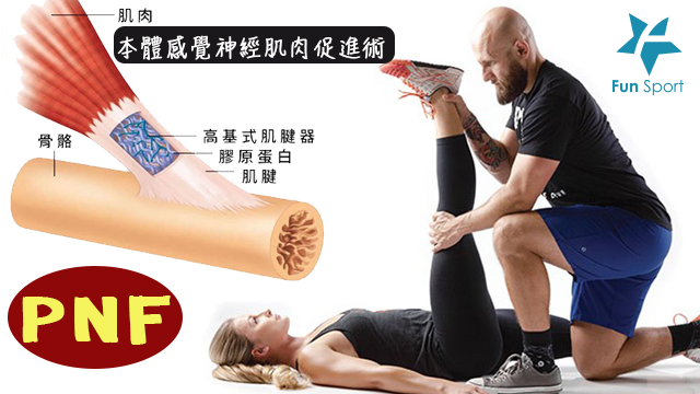 自己做！PNF拉伸本體感覺神經肌肉促進術!!(增進神經與肌肉的控制) | FunSport 趣運動